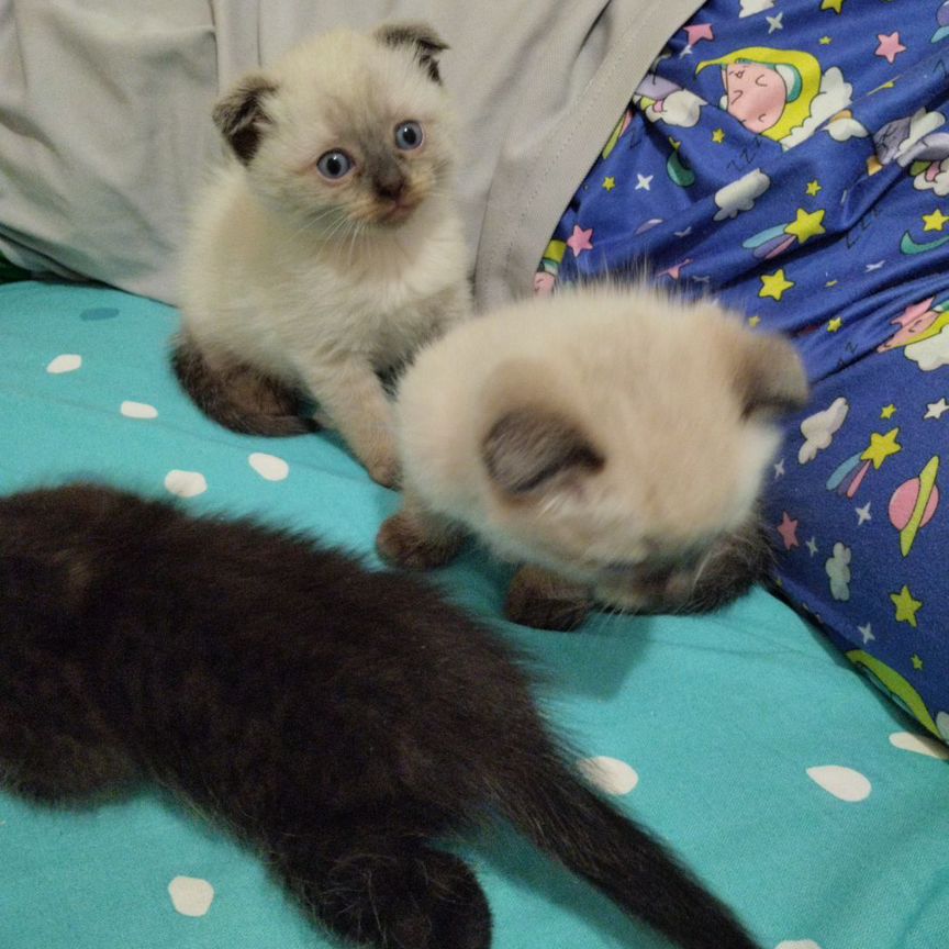 Катята полор койн вислоухие