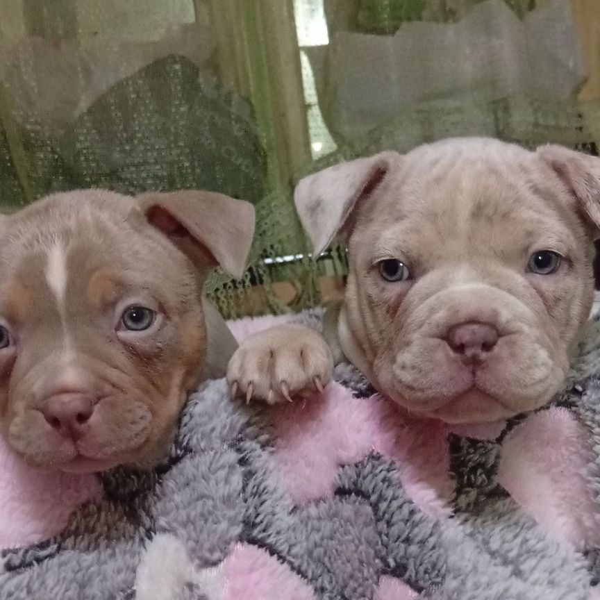 Американский булли, щенок