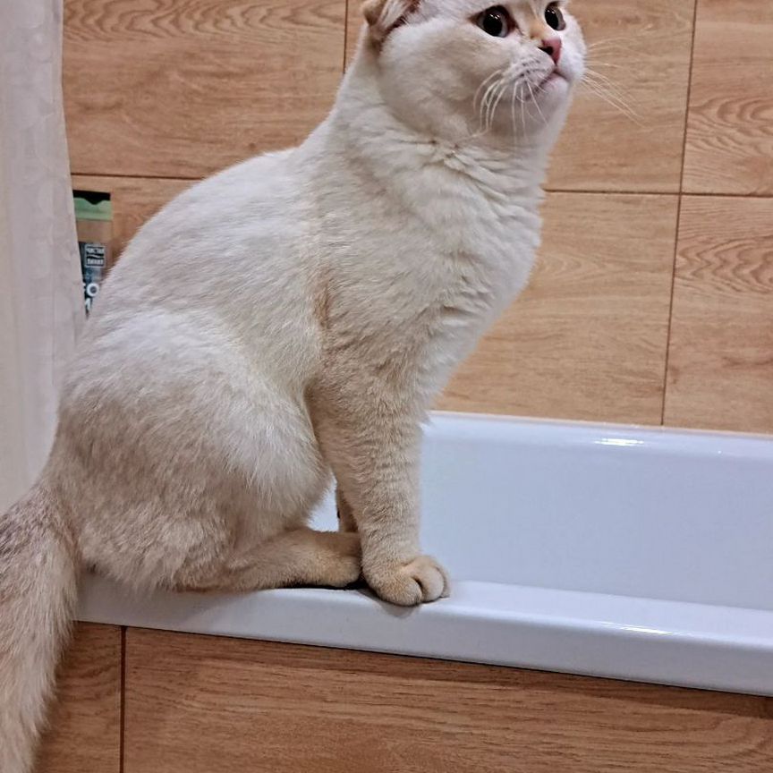 Продам котенка шотланского