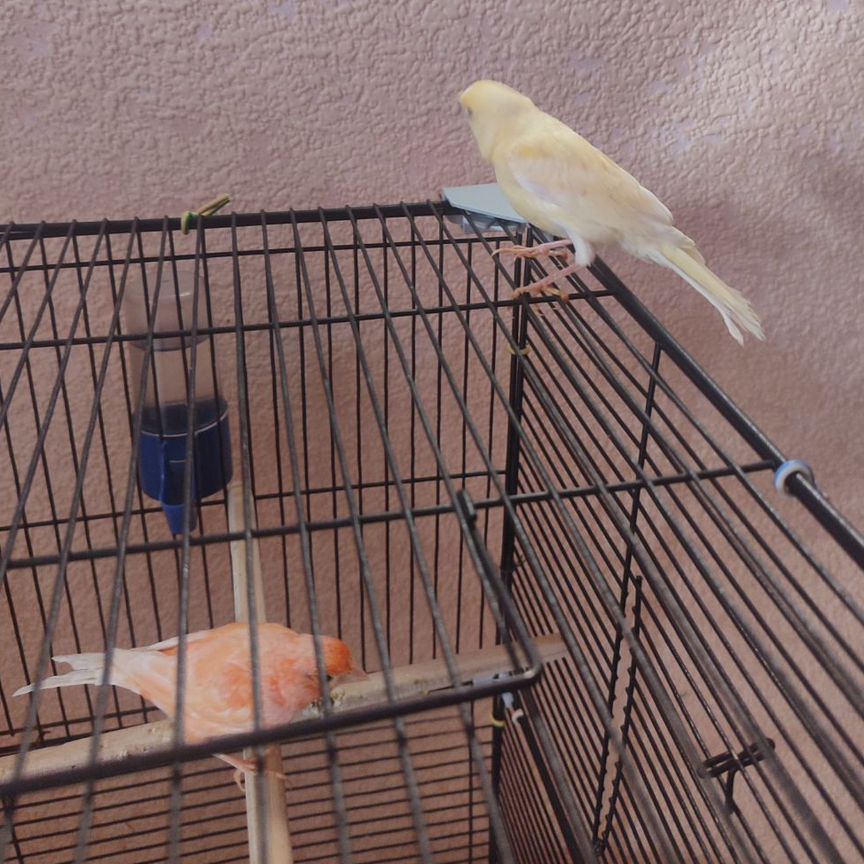 Конора молодие начиет Пет сама красный шмель 6000