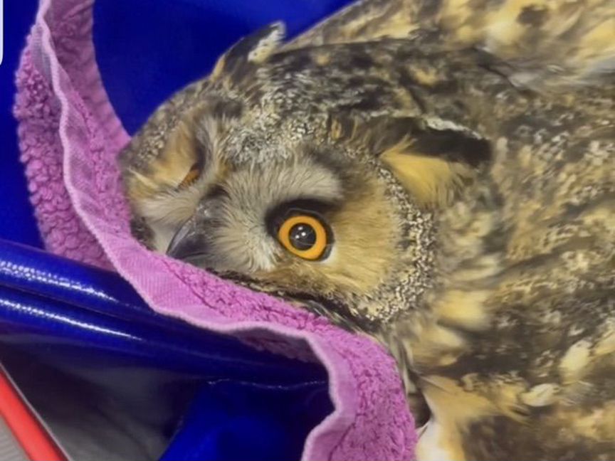 Сова Ушастая