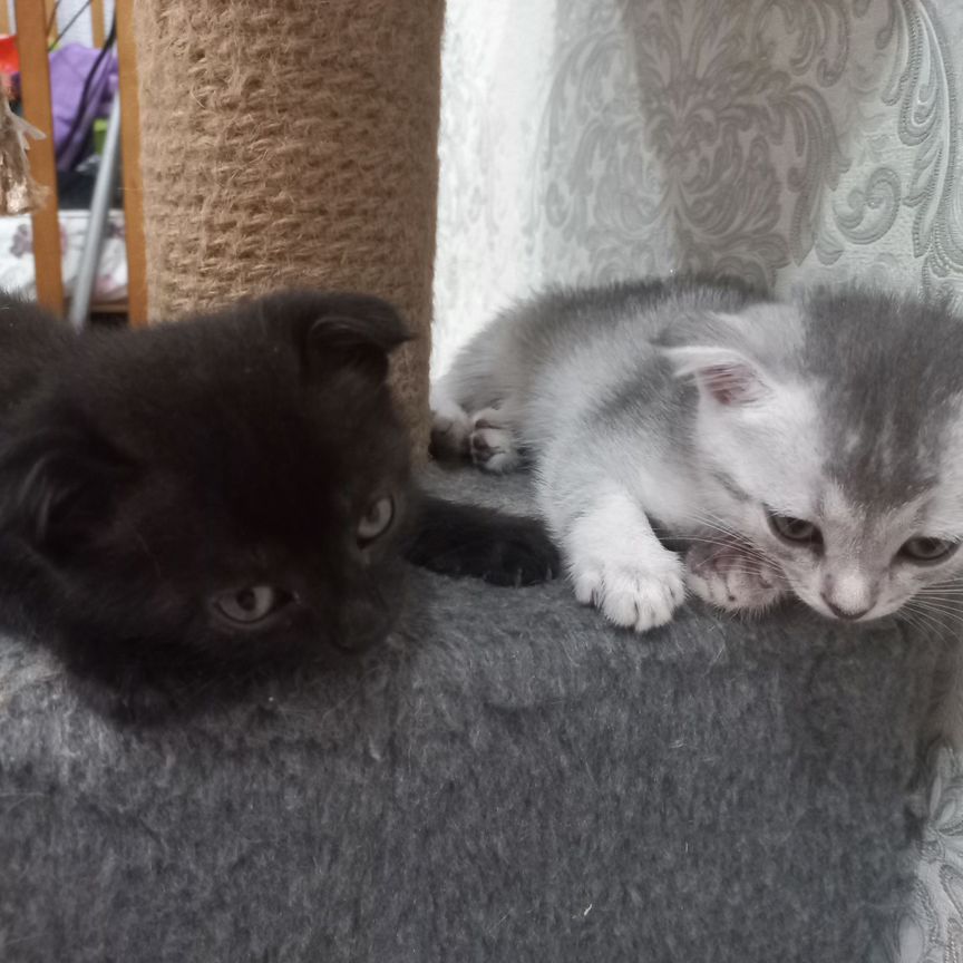 Шотландские котята