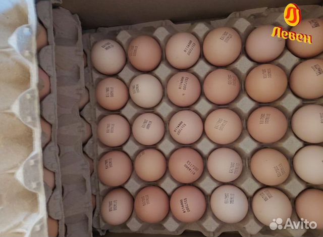 Инкубационное яйцо бройлеров Кобб 500 и Росс 308
