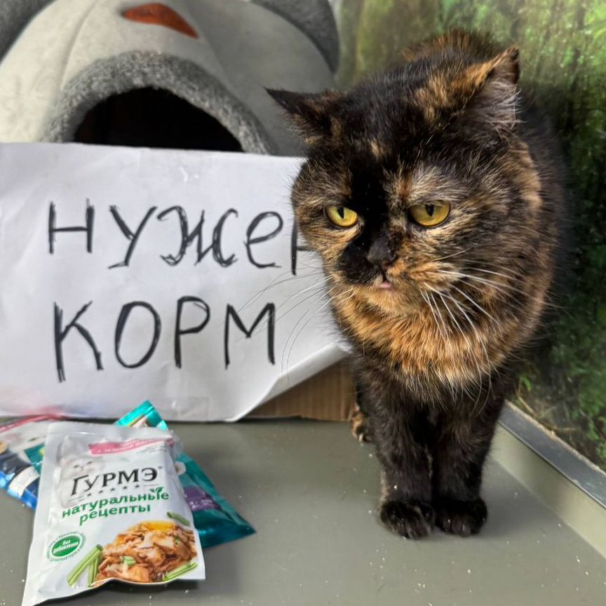 Взрослая, кошка в добрые руки
