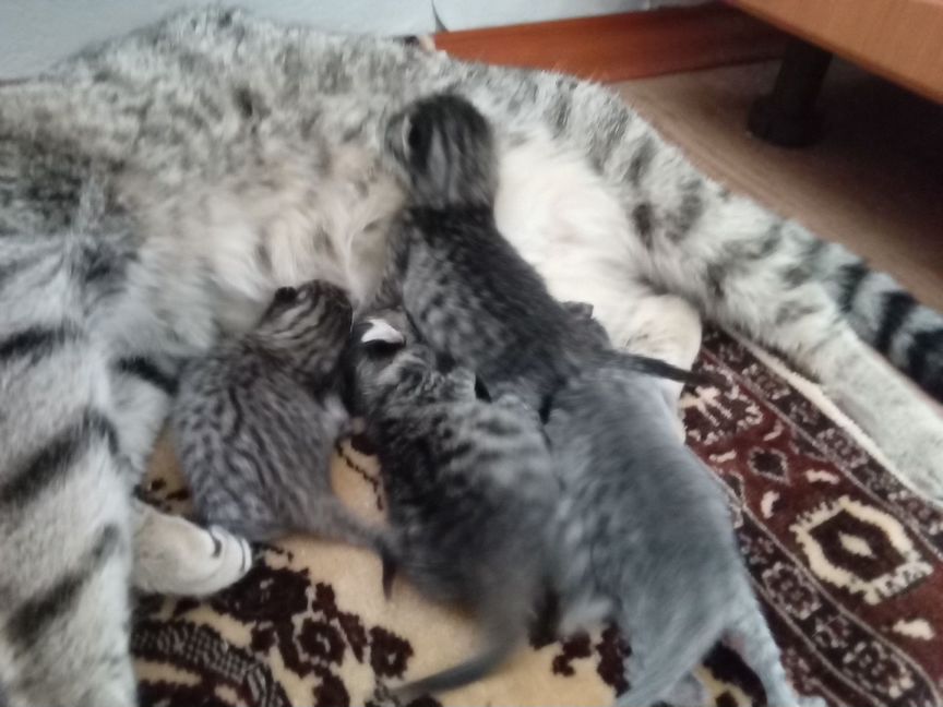 Котята