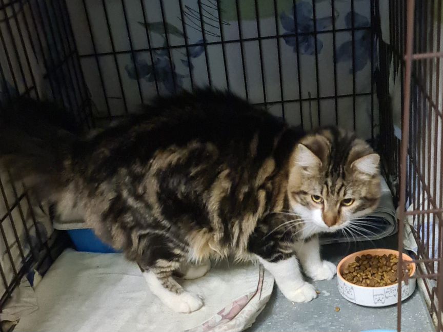 Роскошный молоденький котик