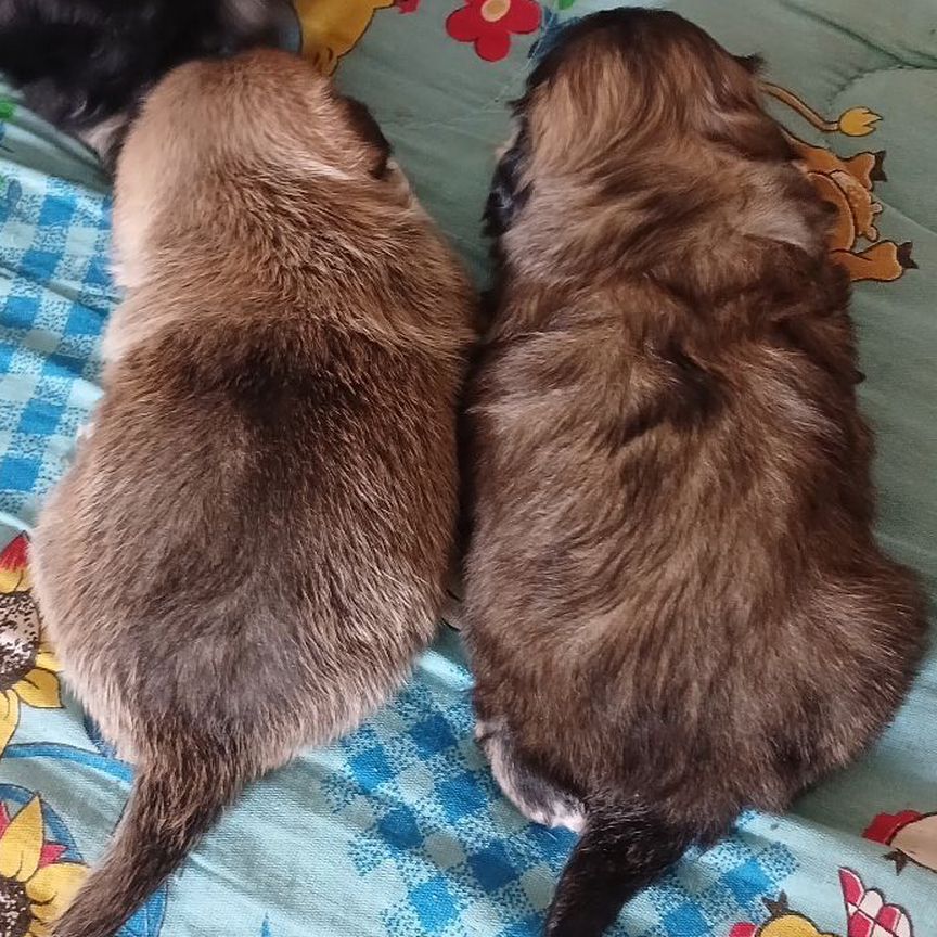 Щенки пекинеса