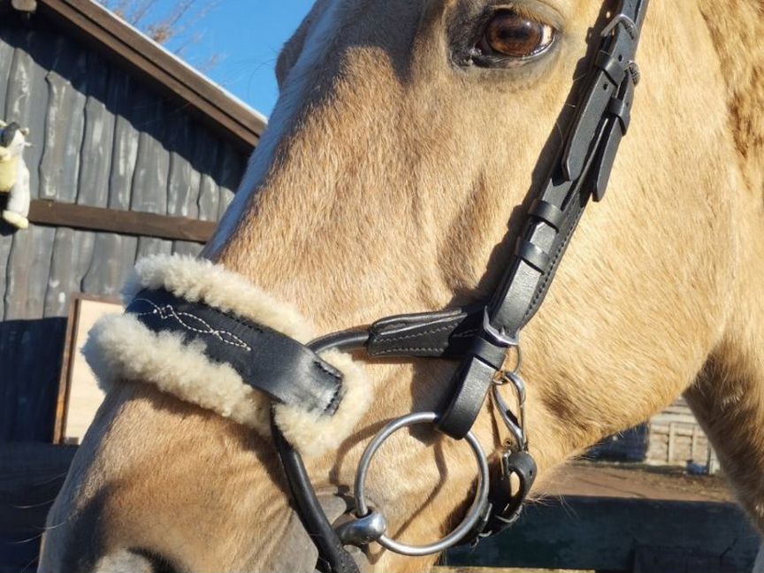 Уздечка для лошади
