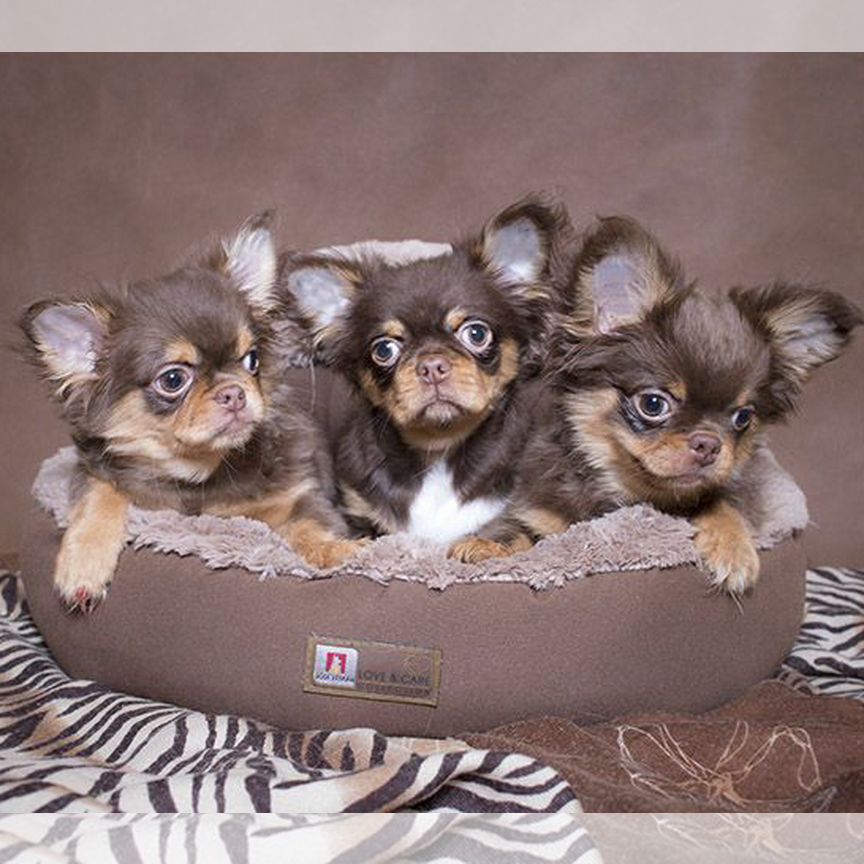 Чихуахуа, щенок