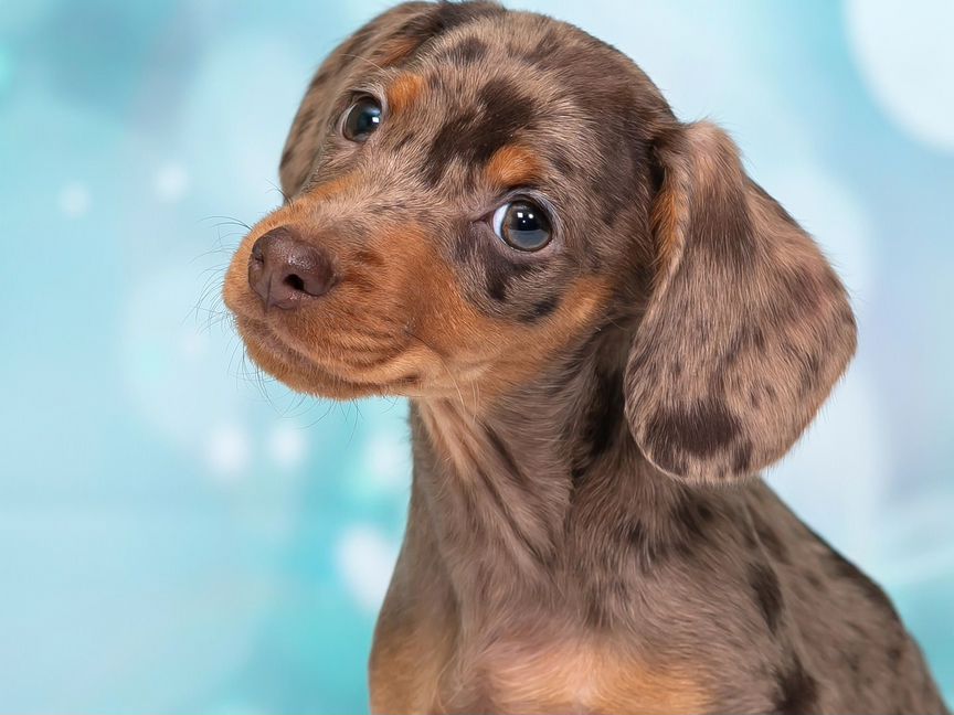 Вениамин Из Империи Такс, миниатюра