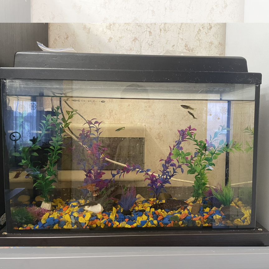 Аквариум с рыбками