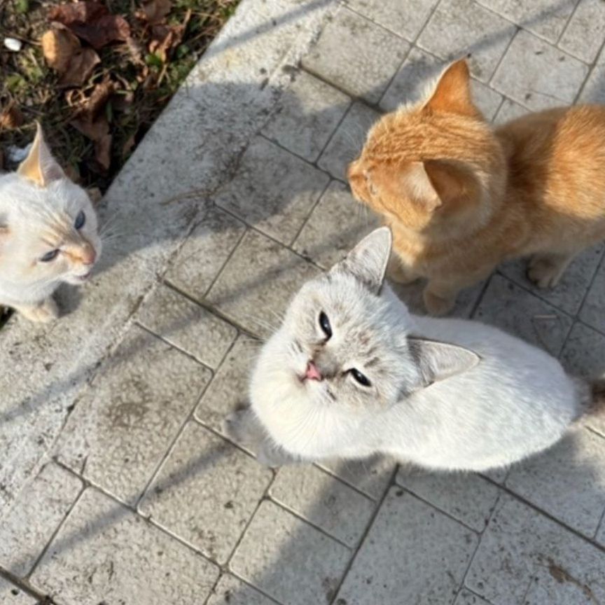 Котёнок в добрые руки