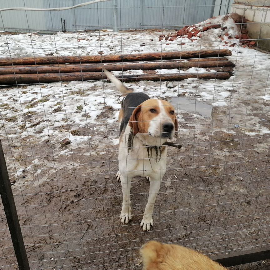 Отдам в добрые руки