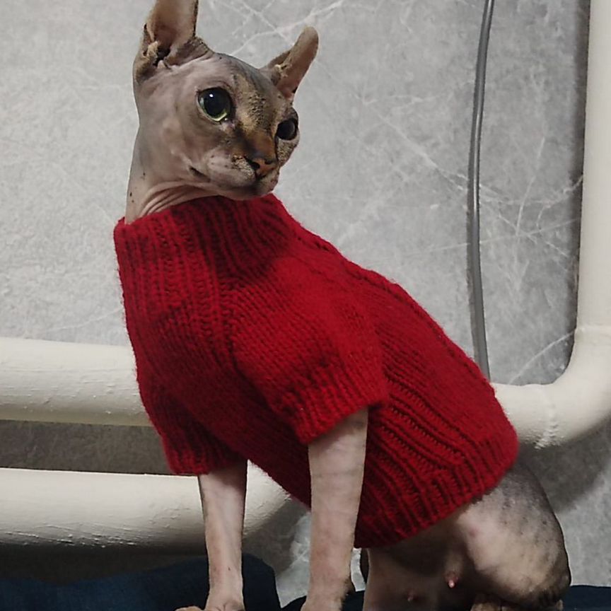 Свитер для котов, кошек (сфинксов)