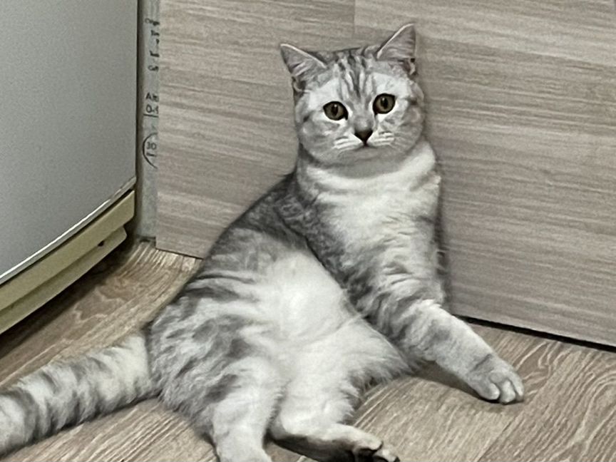 Шотландский кот вязка