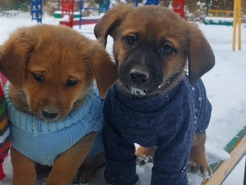 Щенок в добрые руки