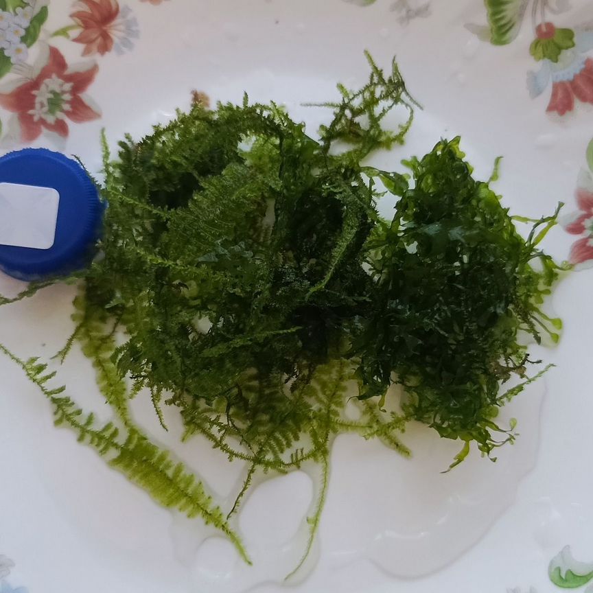 Мох кристмас и ломариопсис