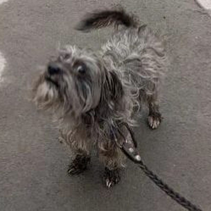 Взрослый пёс в добрые руки