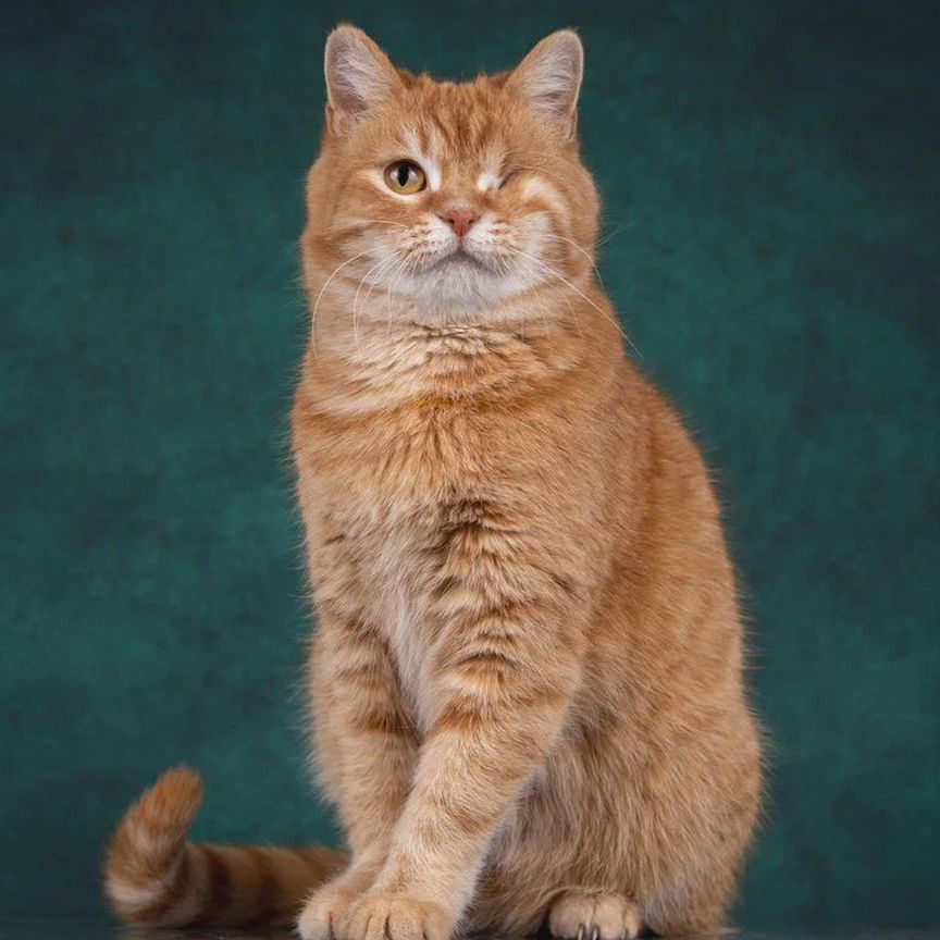 Взрослая, кошка в добрые руки