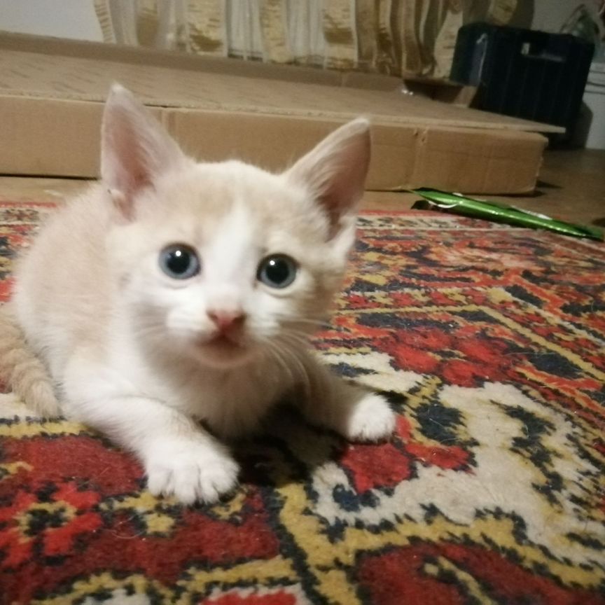 Кошечка малышка