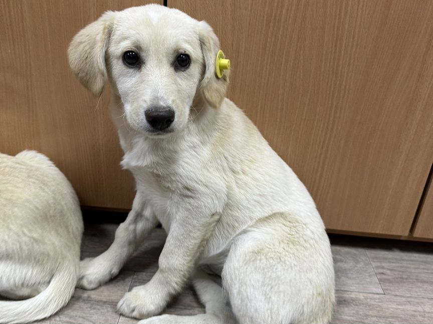 Метисы лабрадоров ищут дом