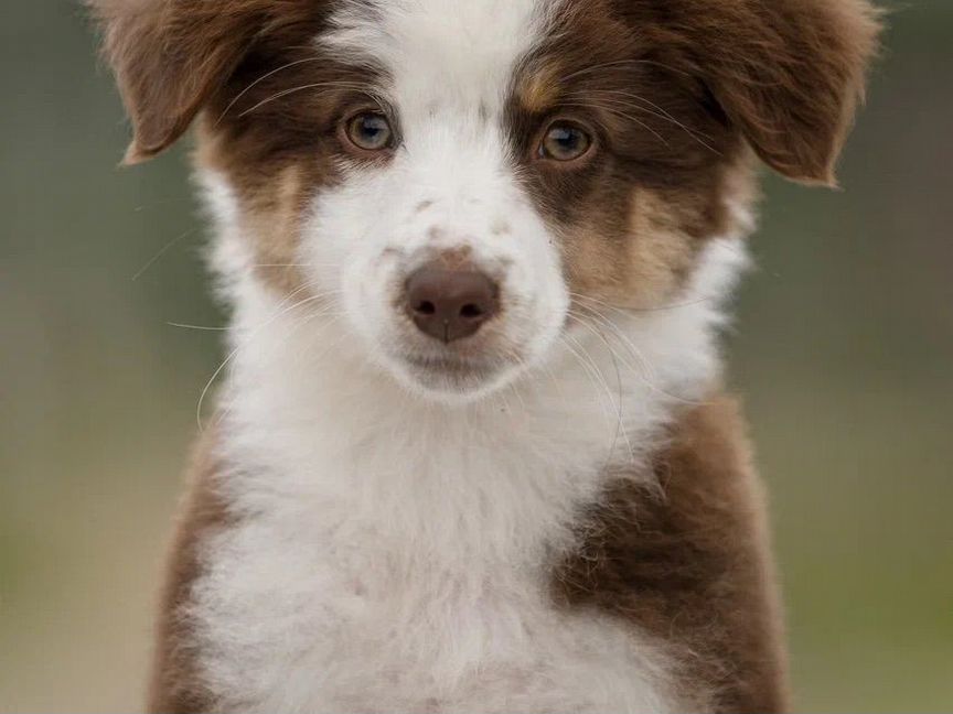 Миниатюрная американская овчарка