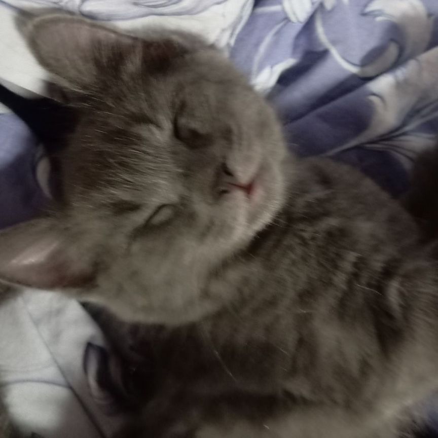 Шотландский прямоухий короткошёрстный котёнок