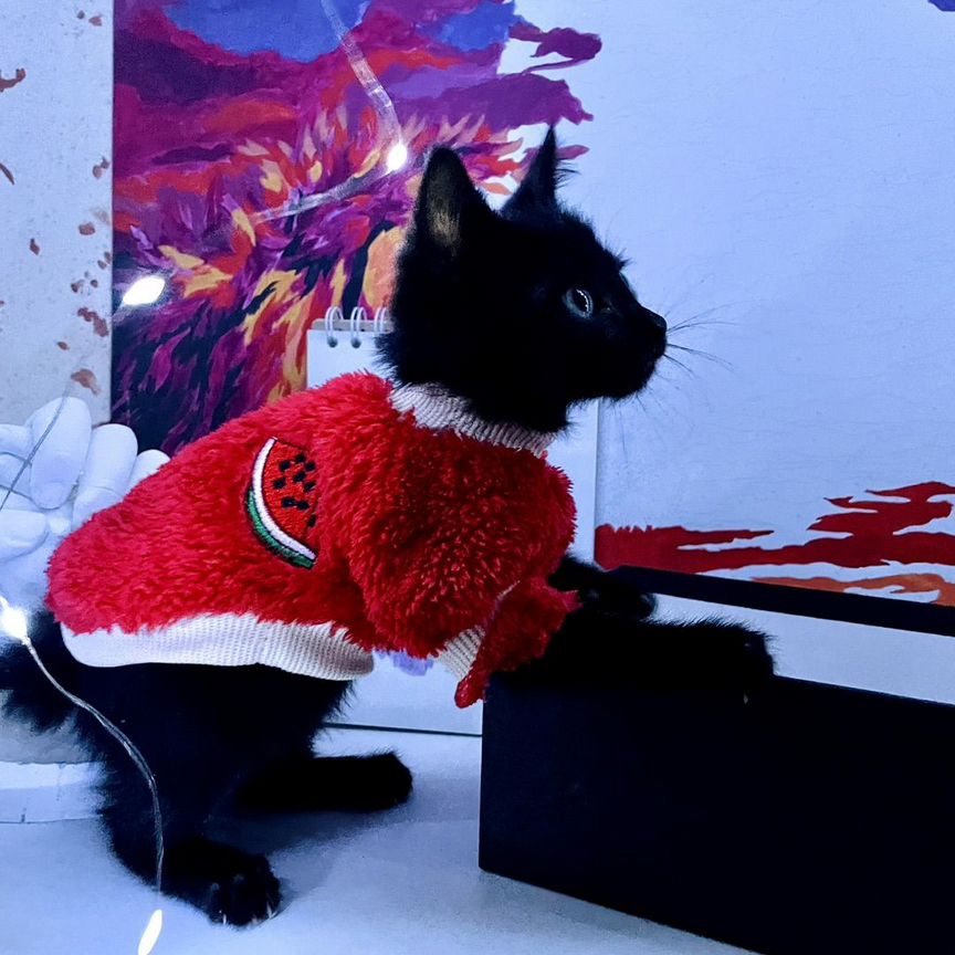 Котенок в добрые руки