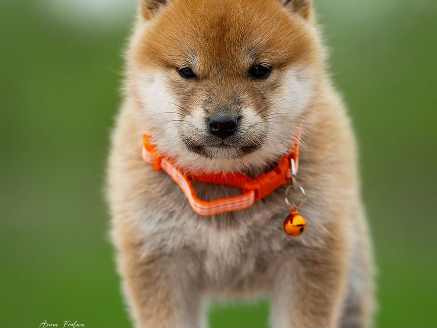 Щенки сиба ину