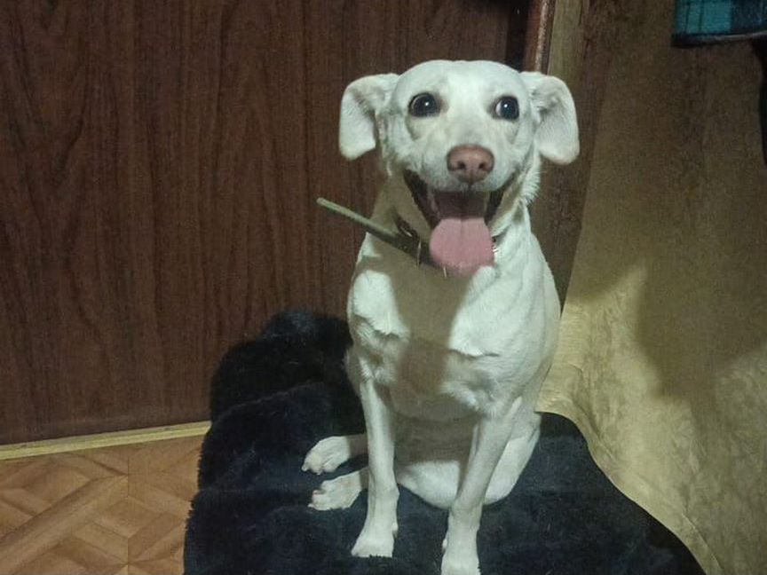 Девочка стерилизована пожалуйста присмотритесь