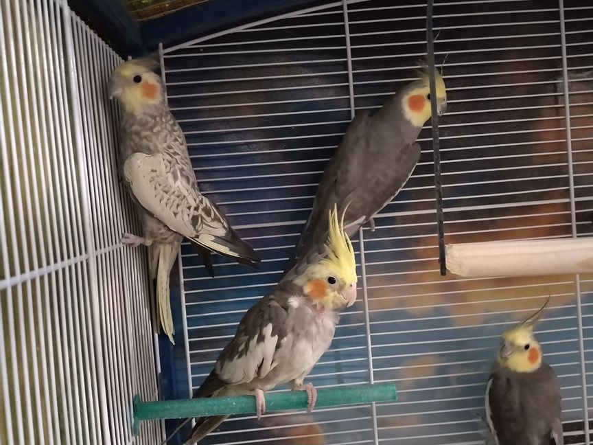 Кореллы