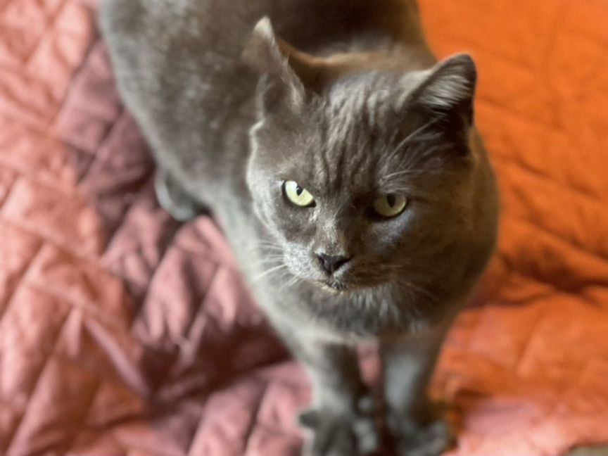 Кошка породы русская голубая