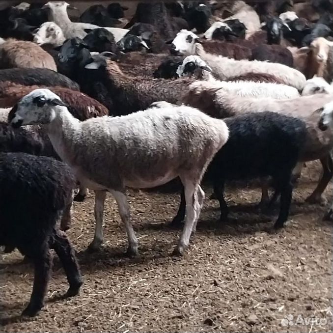 Баран живым весом опт