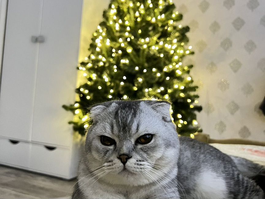 Шотландский кот вязка