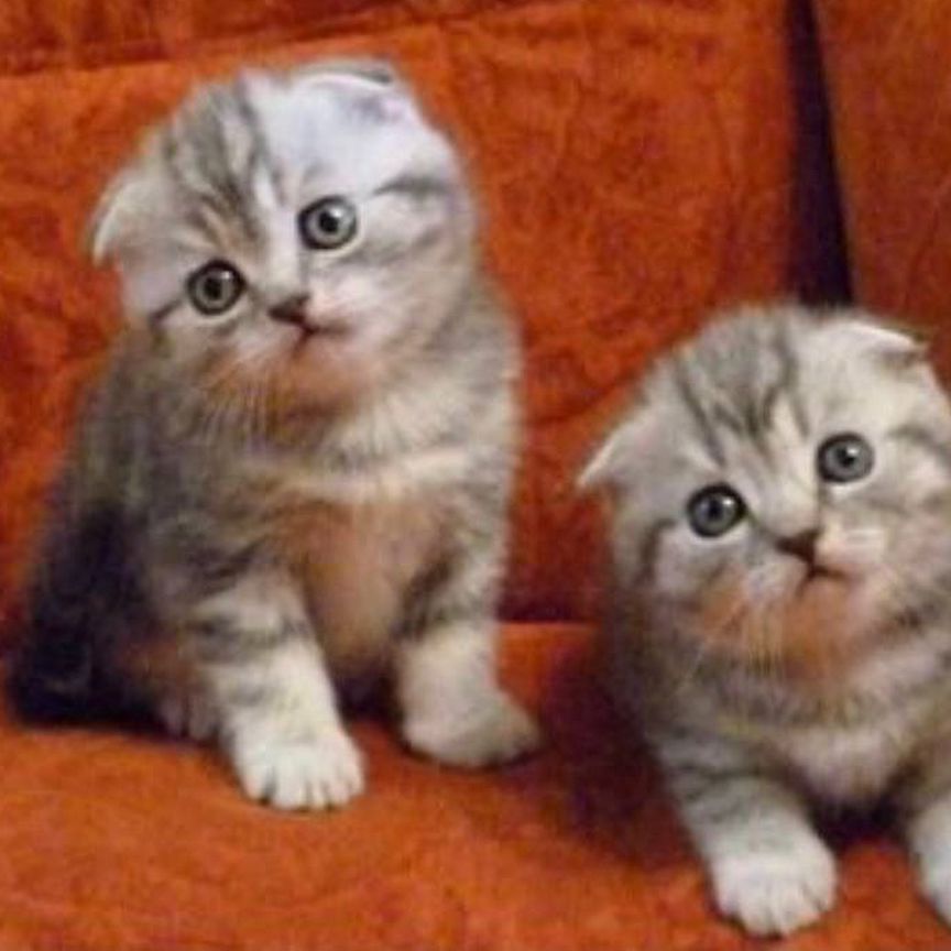 Шотландский вислоухий короткошёрстный котёнок