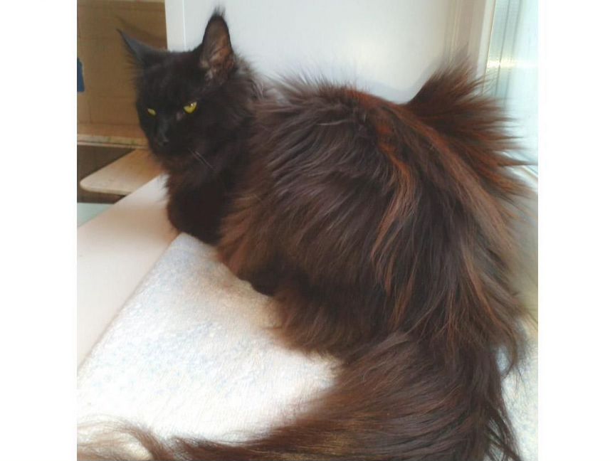 Мейн-кун кошечка бесплатно