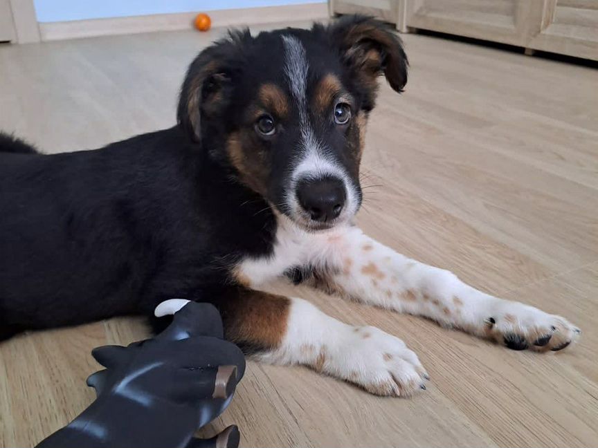 Щенок мальчик бесплатно