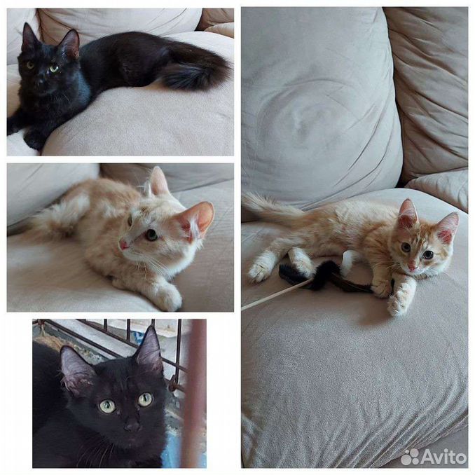 Котята-игрульки порадуют Ваш дом