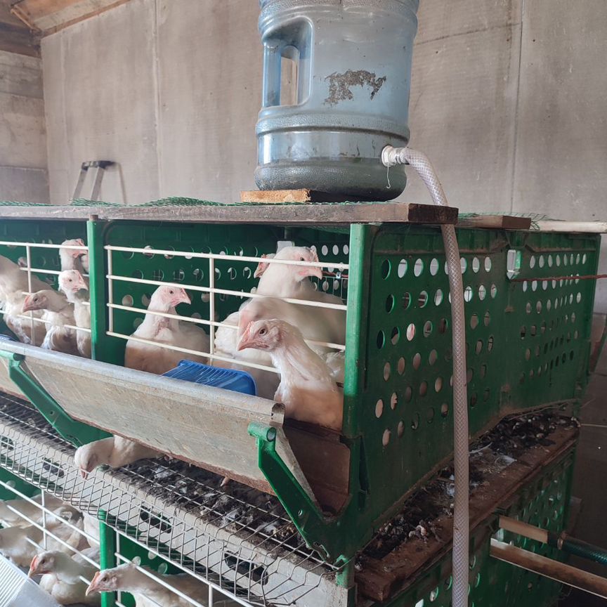 Продам клетку для бройлеров, несушек,утят