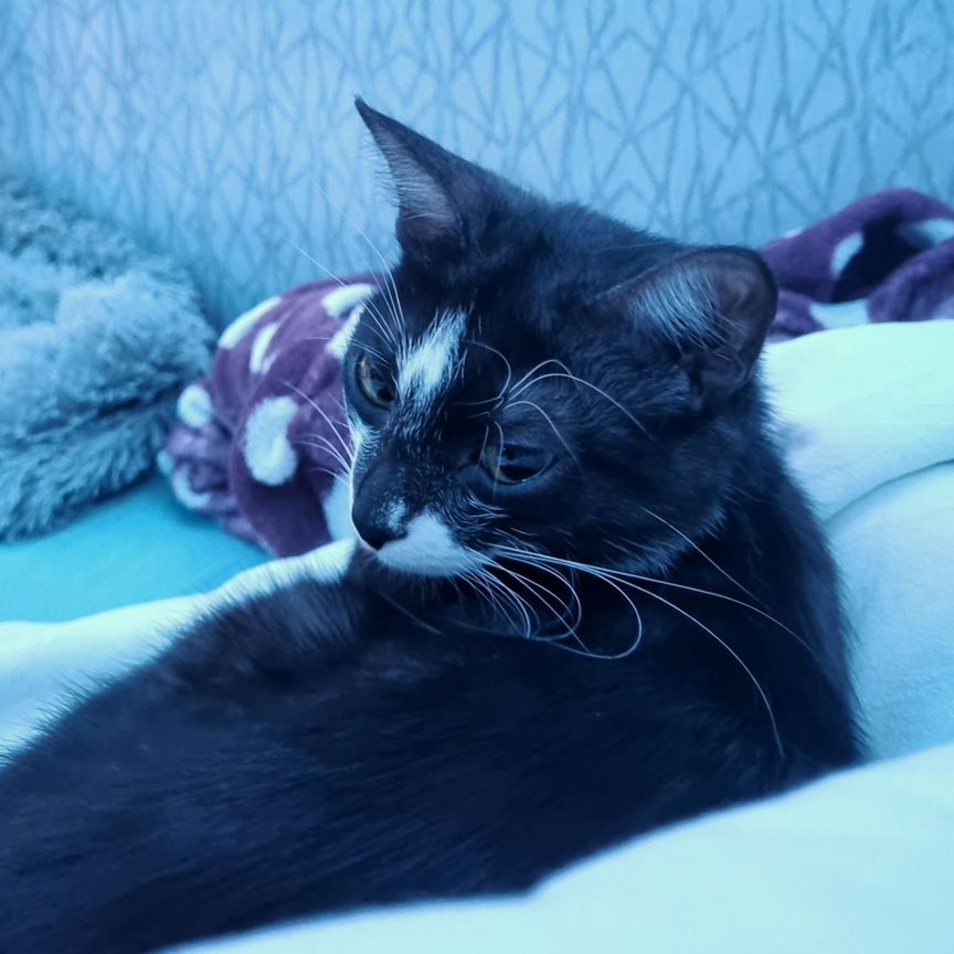 Кошечка Муся черно-белая в добрые ручки