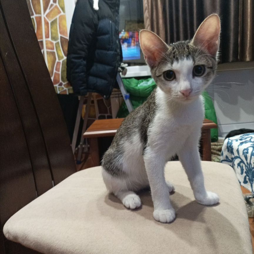 Котик, 3 месяца