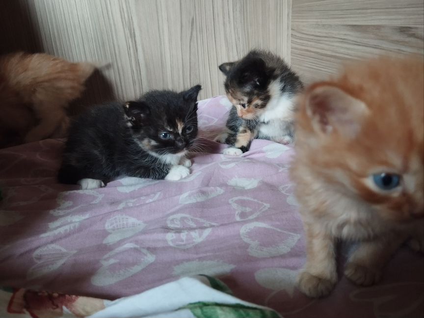 Кошка в дар бесплатно