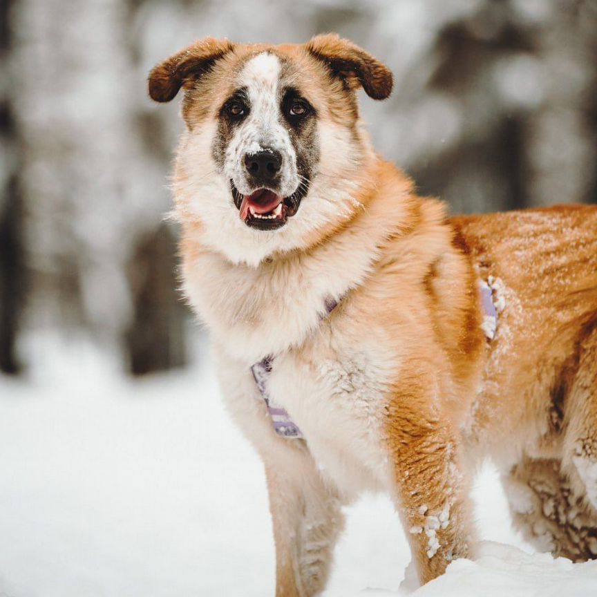 Взрослый пёс в добрые руки