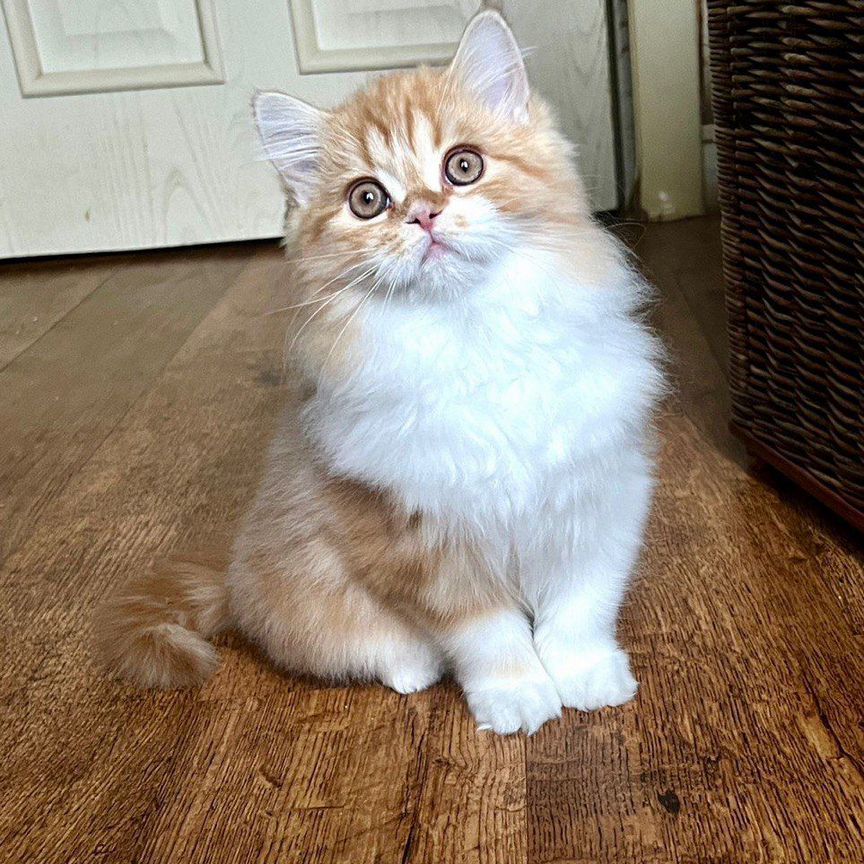 Котята скотиш страйт длинношерстный