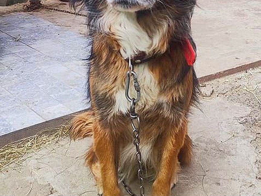 Собака Белка ищет дом