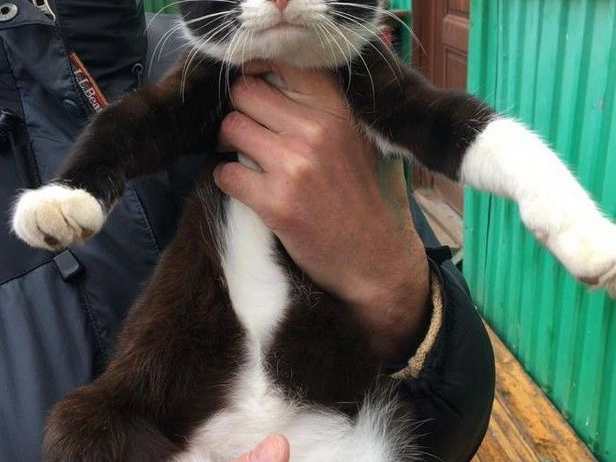 Котенок 6 мес. Ласковая девочка. Брошеша на заводе