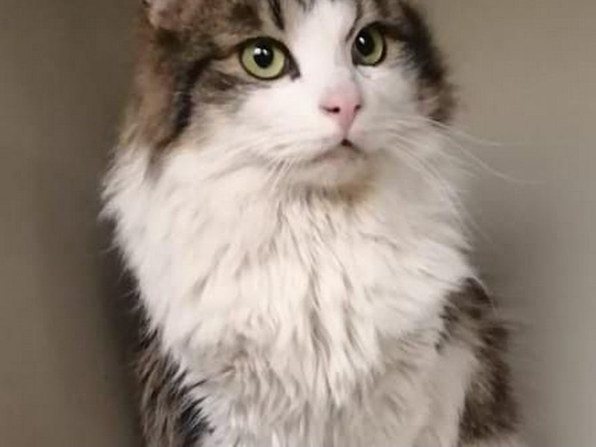Котик в добрые руки
