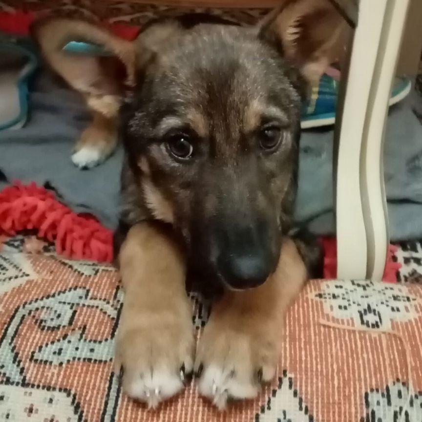 Щенок в добрые руки