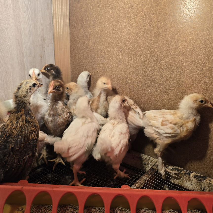 Цыплята подрощенные