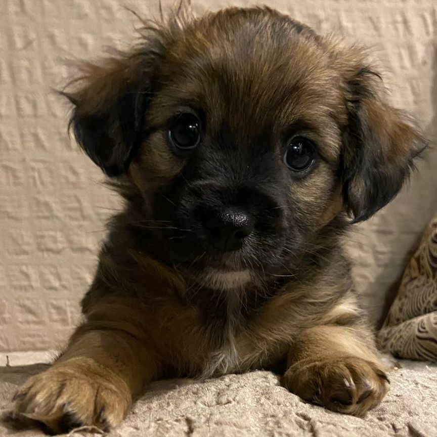 Щенок в добрые руки